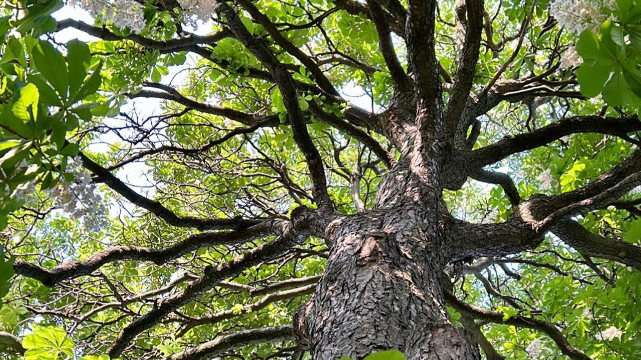 El ritual de ir al parque - La Cháchara